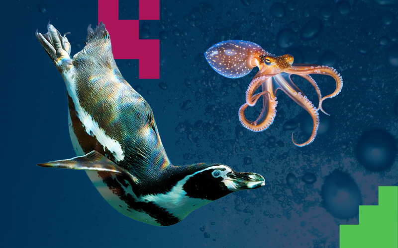 UCL Extend : UCL Ocean Health Challenge 2024 (Teacher Site)